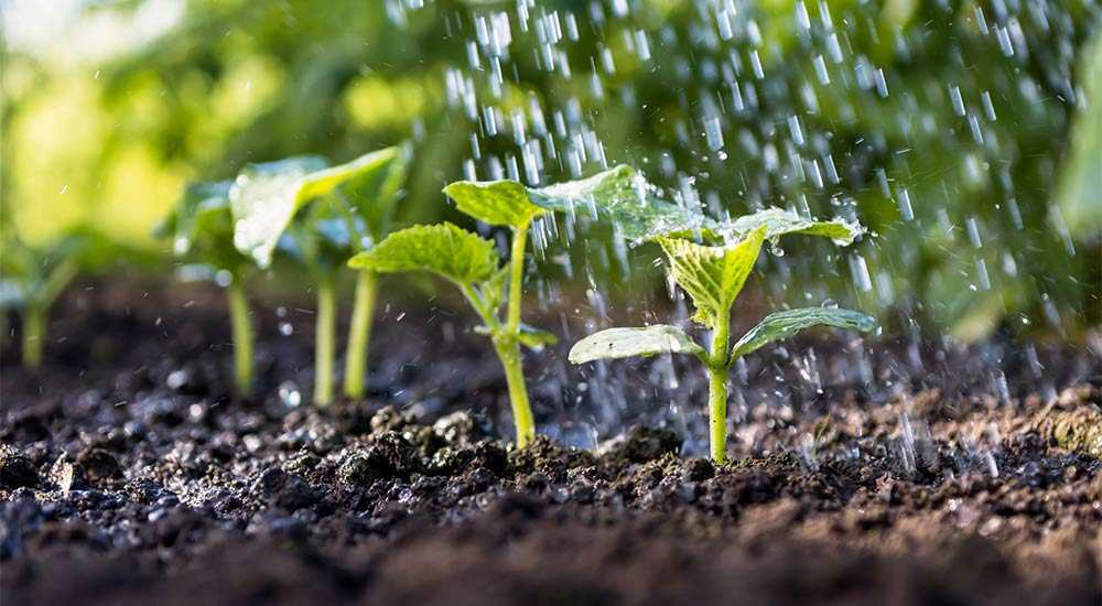 Maximizing Plant Growth and Water Efficiency: A Guide to Arduino-Based ...